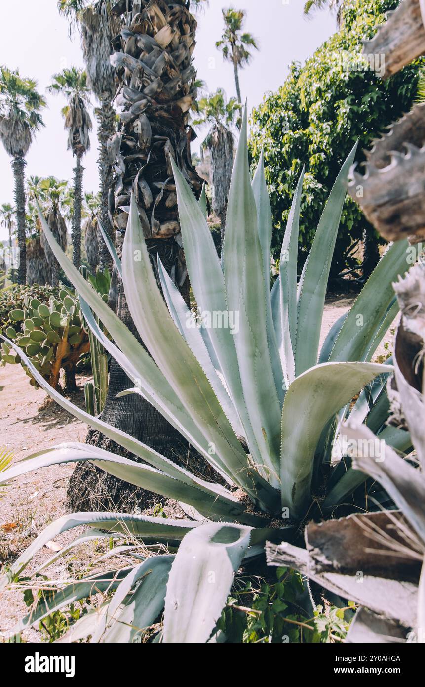 Cacti plantation hi-res stock photography and images - Alamy