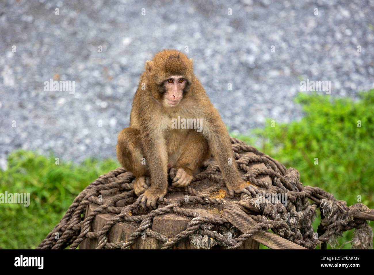 An Isolated Japanese Macaque Stock Photo - Alamy