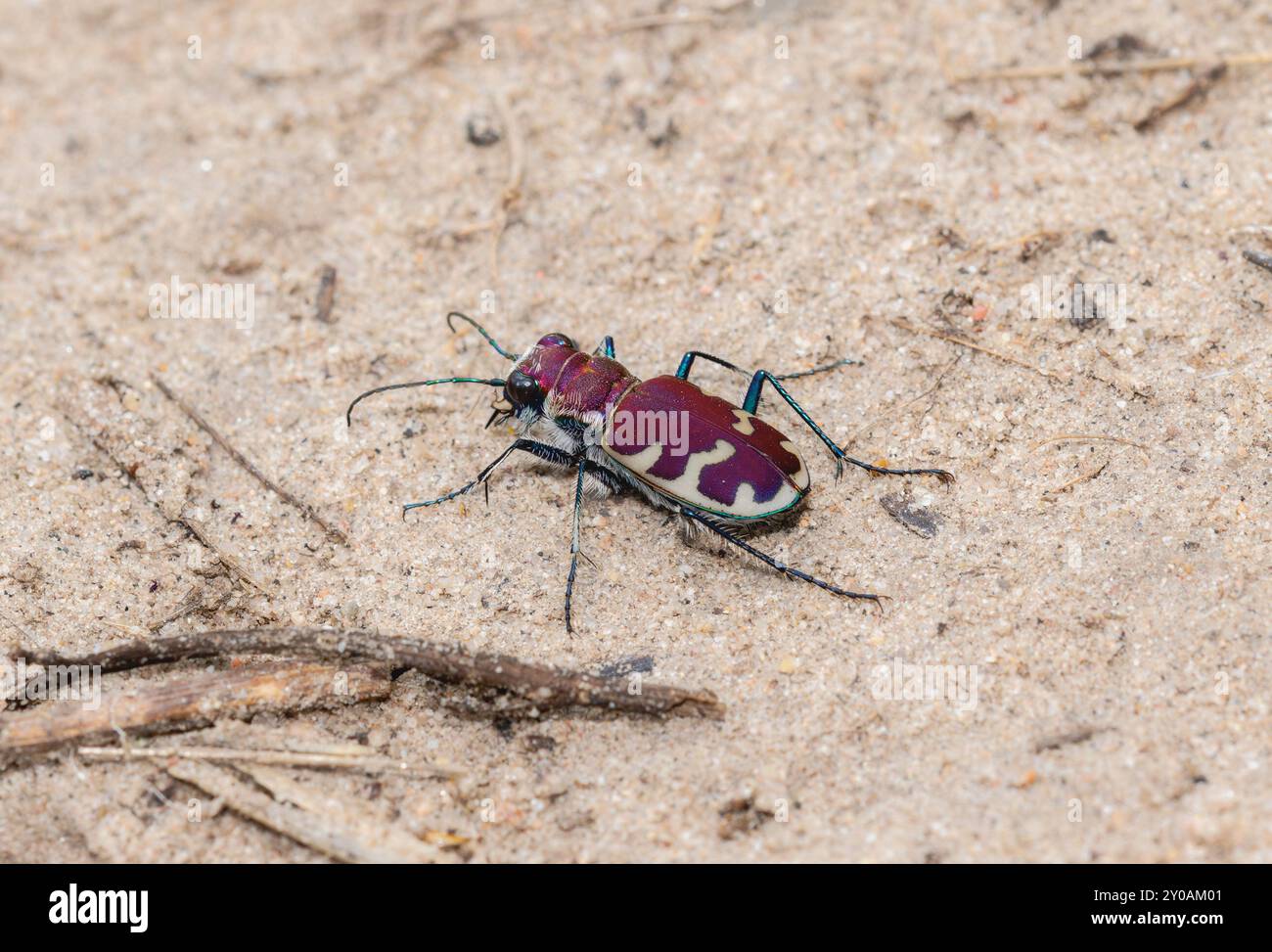 Characteristics of beetles hi-res stock photography and images - Alamy