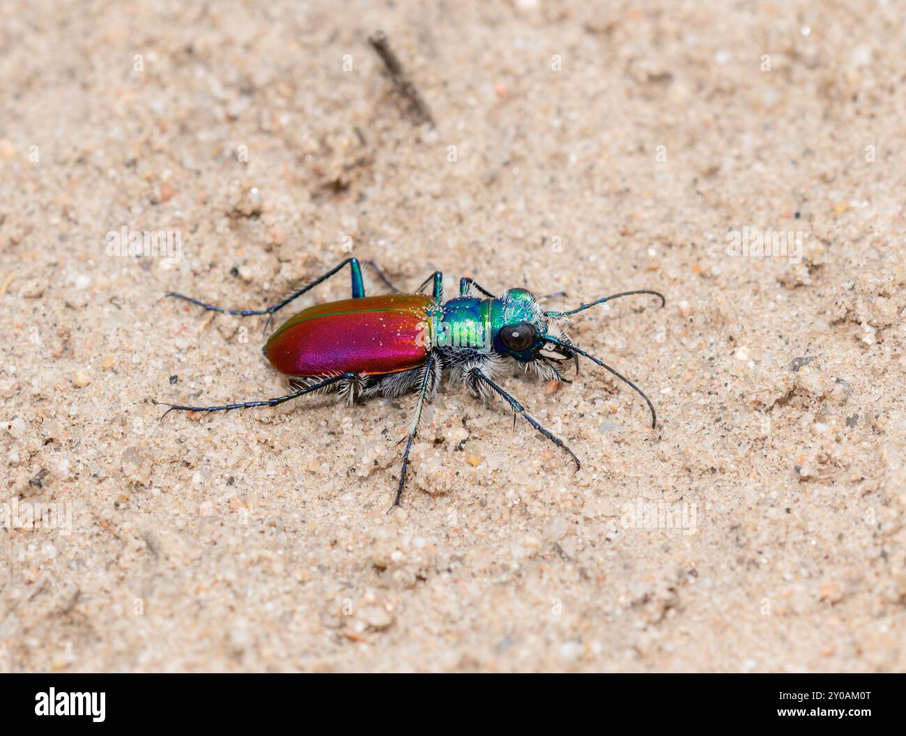 A Festive Tiger Beetle Cicindela scutellaris crawls across sandy ...
