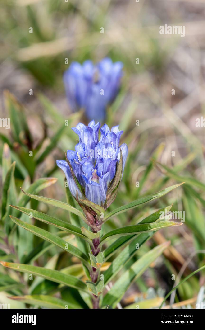 Vibrant blue Pleated Gentian Gentiana affinis flowers emerge from rich ...