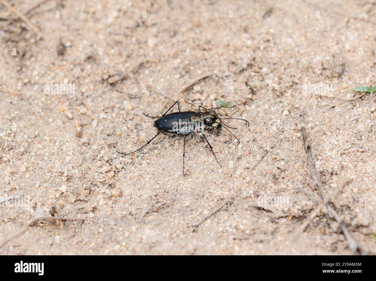 A punctured tiger beetle Cicindela punctulata moves across the sandy ...