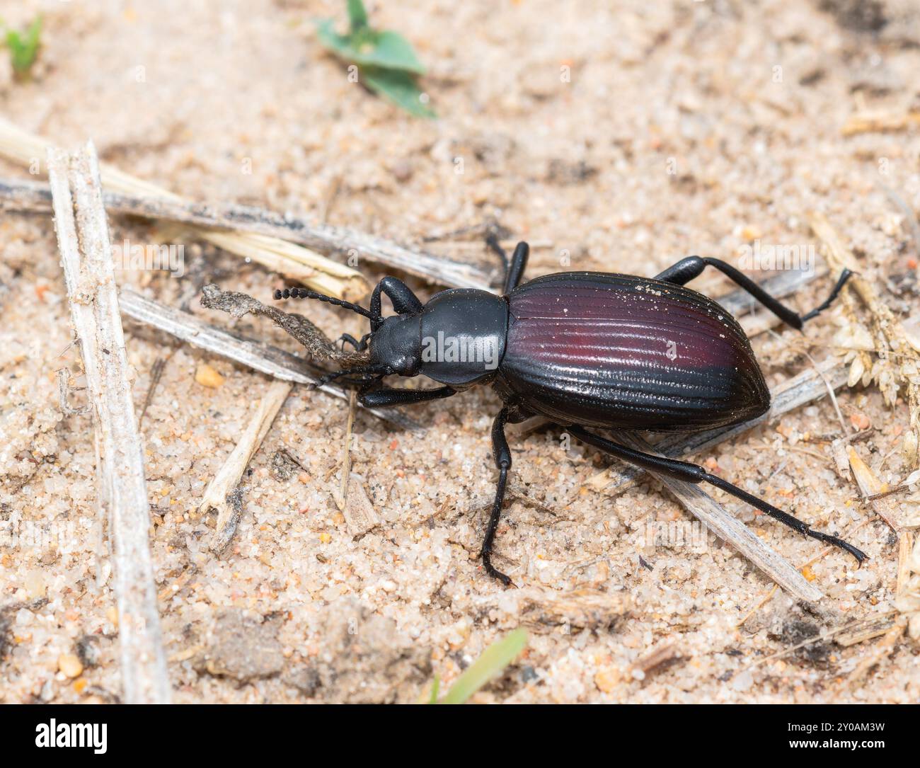 Rough lipped darkling beetle hi-res stock photography and images - Alamy