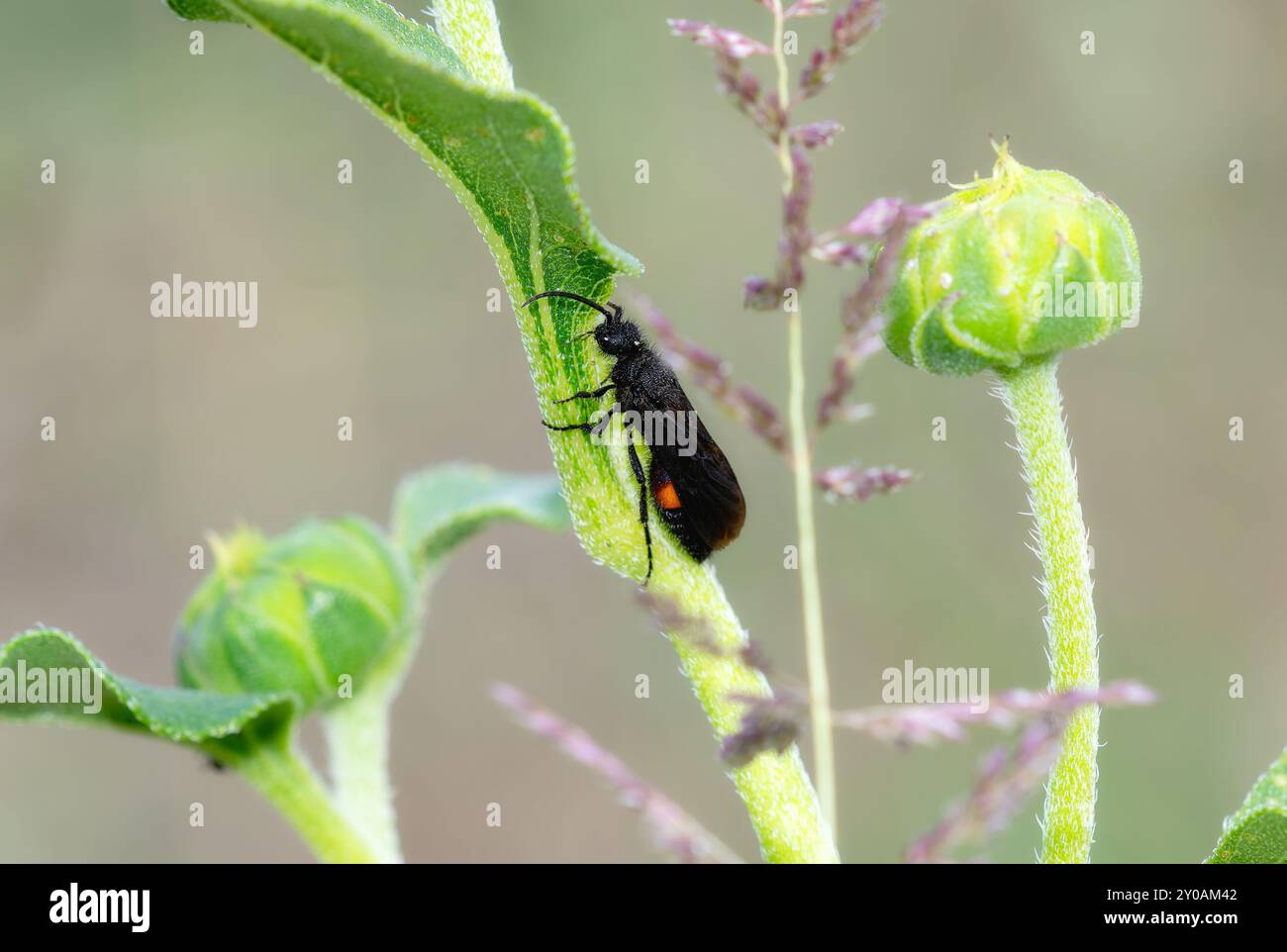 A velvet ant; known as Dasymutilla ursus; is perched on Colorado green ...
