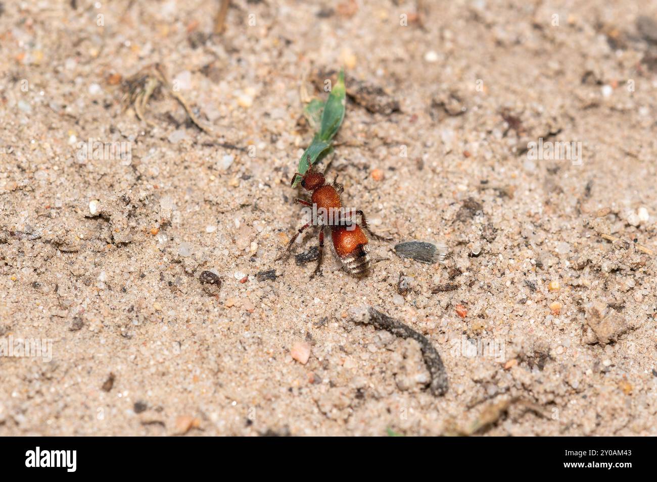 A velvet ant known as Dasymutilla ursus moving across sandy terrain in ...