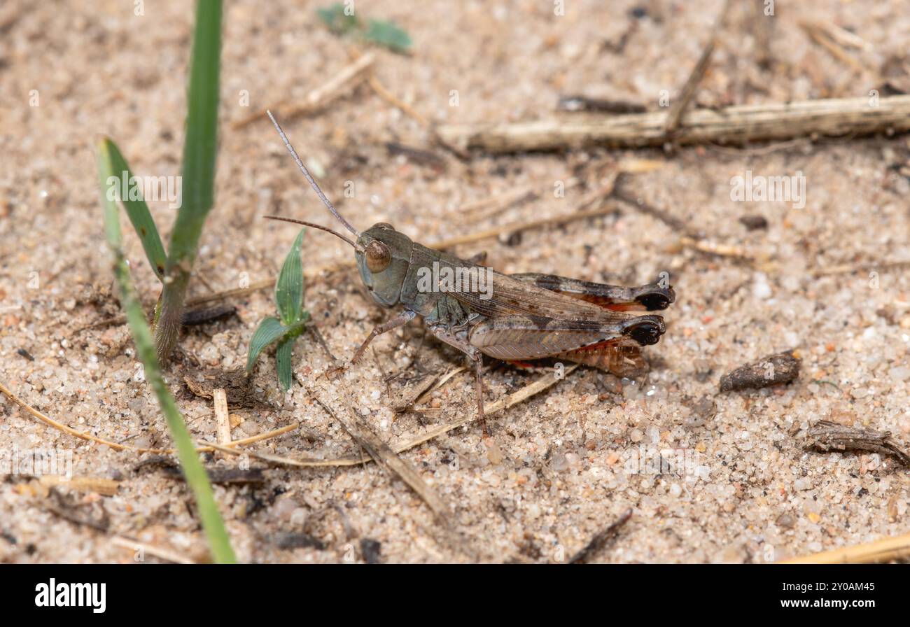 White whiskered grasshopper hi-res stock photography and images - Alamy