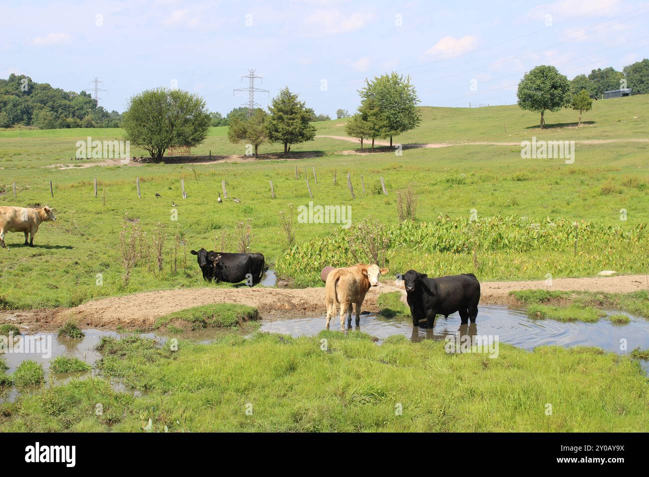 Cows in a small pool of water on a farm at Three Rivers, Michigan Stock ...