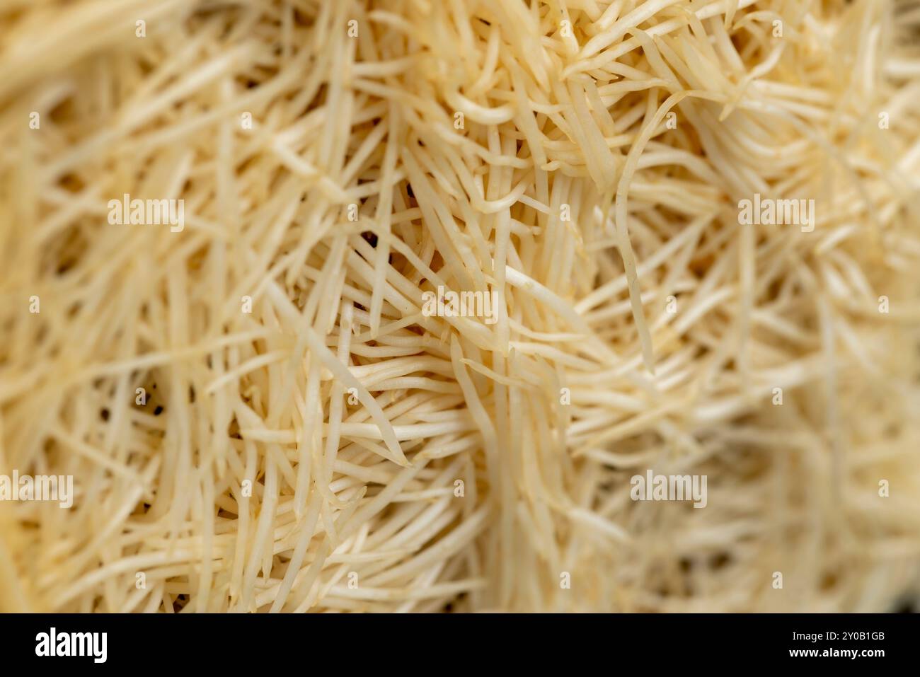 A large number of pea roots are light yellow in color, the thin root ...