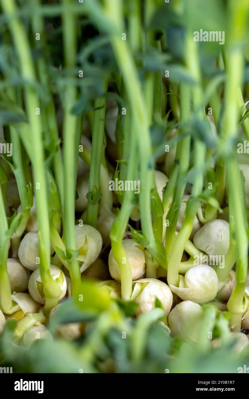 Root nodules hi-res stock photography and images - Alamy