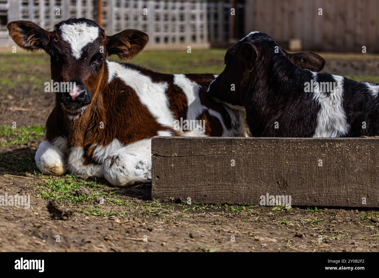 Two calves relax in a farmyard, basking in the mid-afternoon sun. This ...