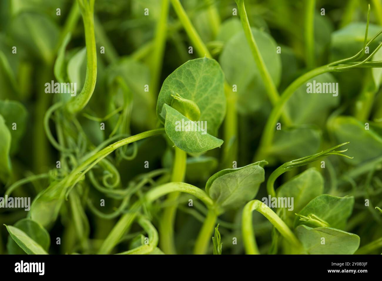 A large number of pea roots are light yellow in color, the thin root ...