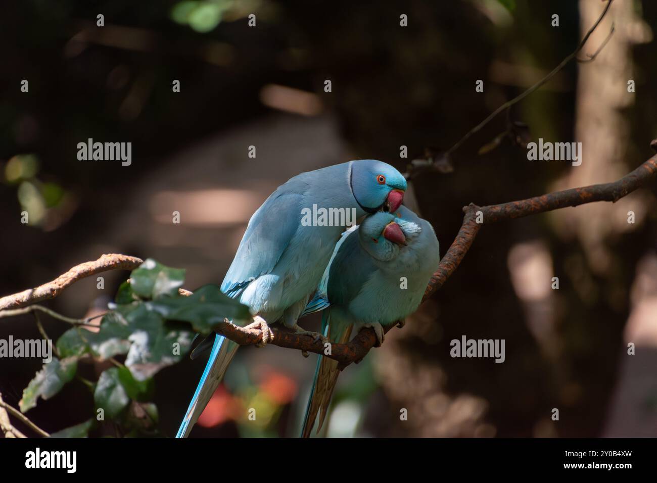 Cotorra de kramer azul hi-res stock photography and images - Alamy