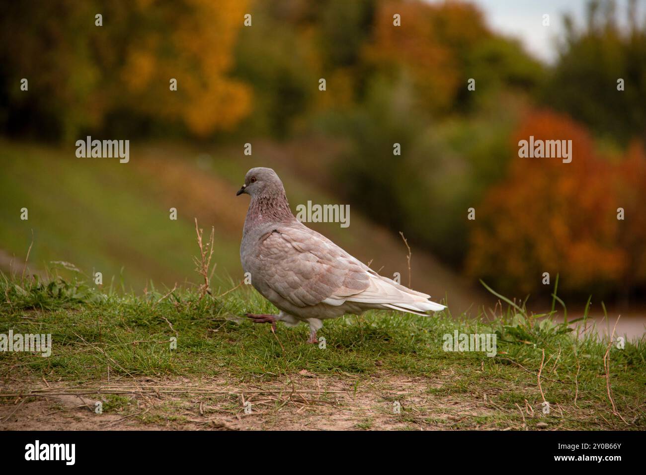 Pigeoninpark hi-res stock photography and images - Alamy