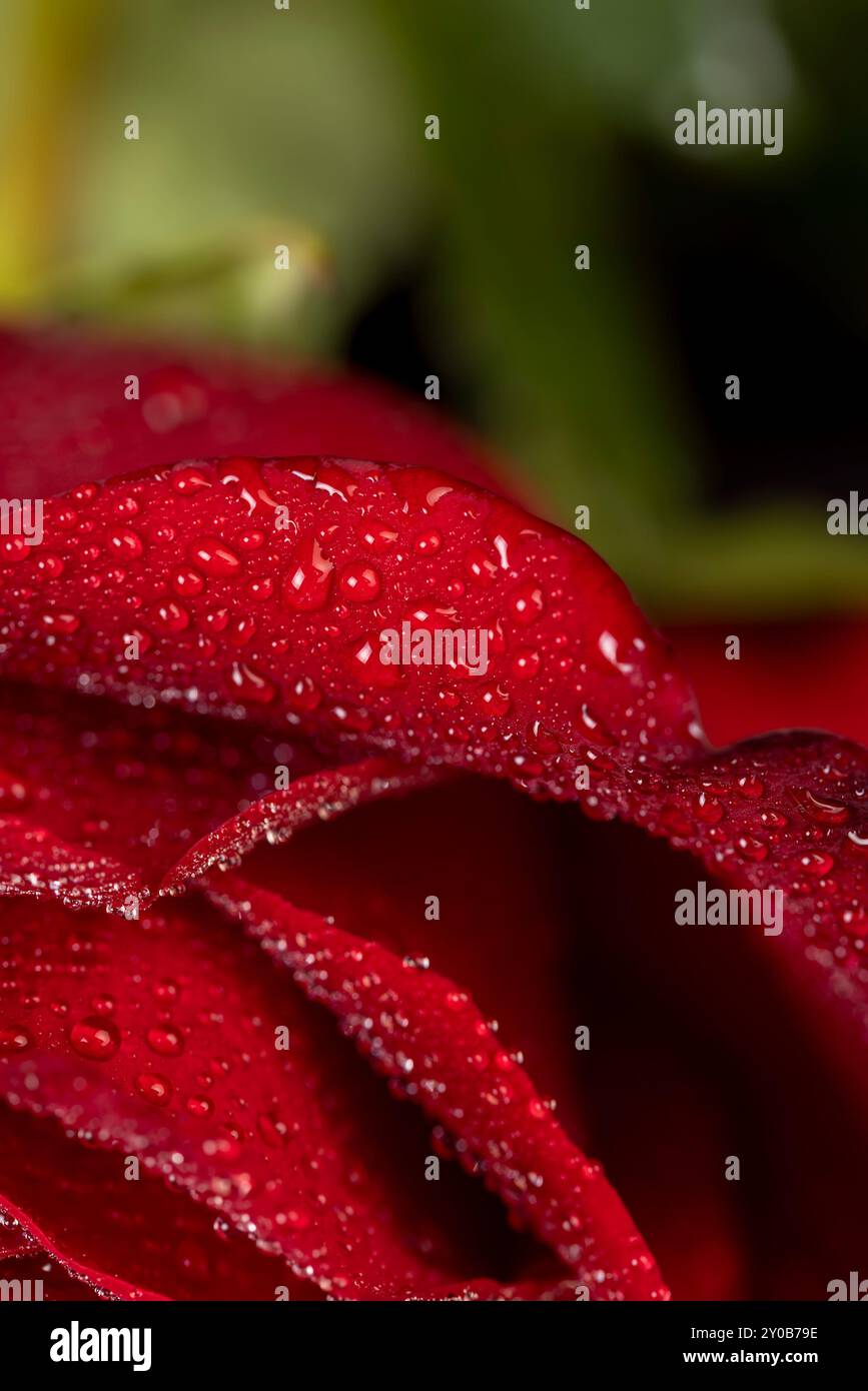 Beautiful fresh red rose in water drops, water drops on red rose petals ...