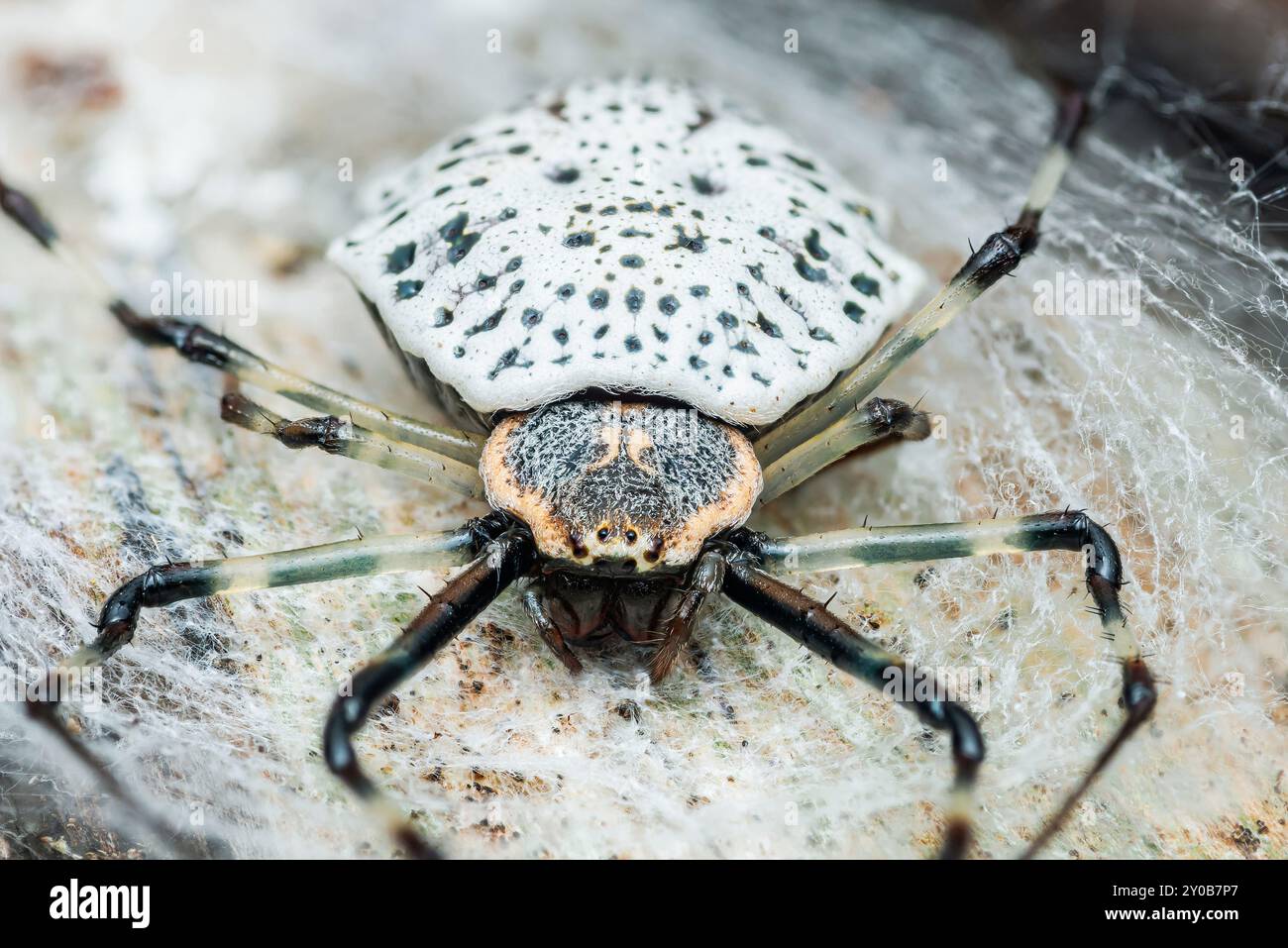 Tree trunk spider, Herennia sp on tree, white spider it staying in web ...