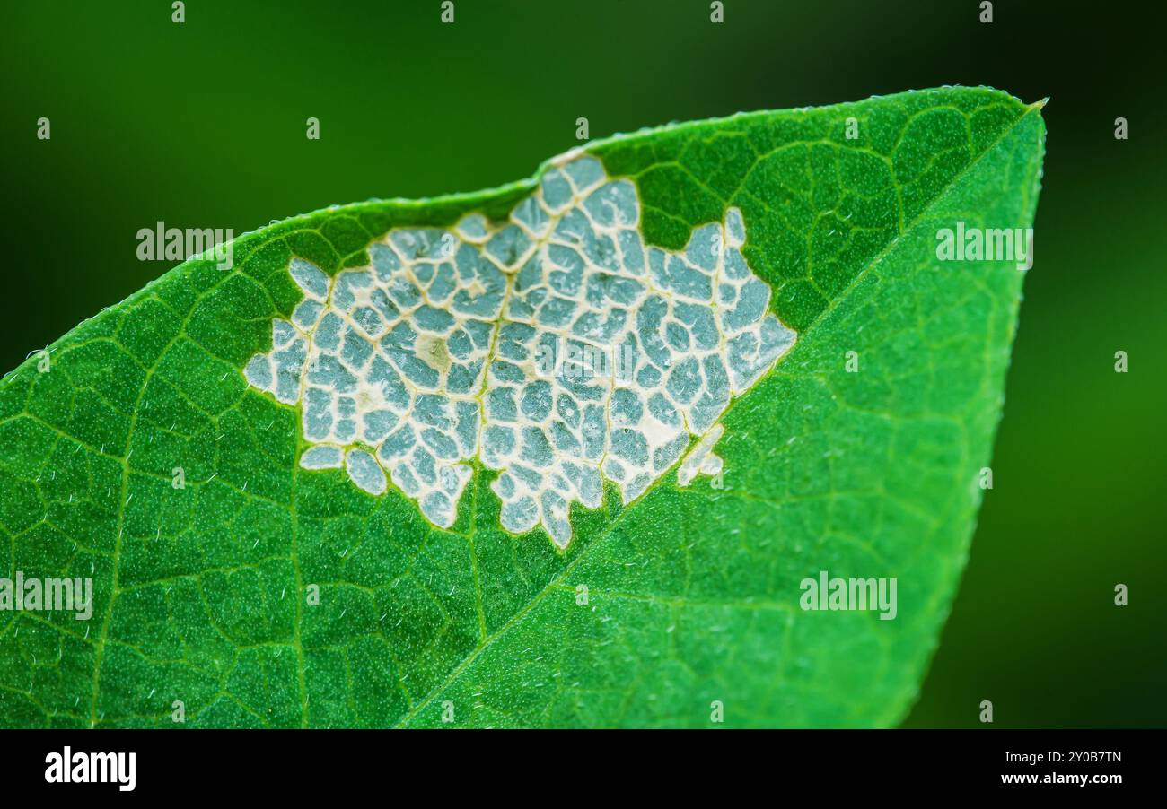 Close-up Plant leaf disease, Holey leaf spot, Textured on Leaf of a ...