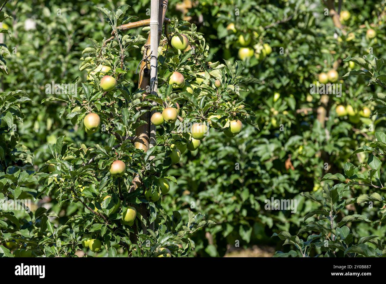 Apple orchard with an unripe harvest of green apples, apple orchard ...
