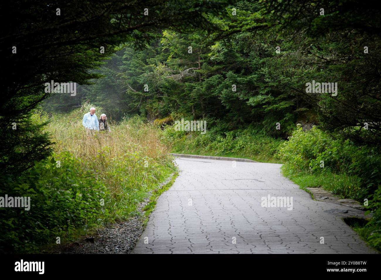 Mount Mitchell Summit Trail Stock Photo - Alamy