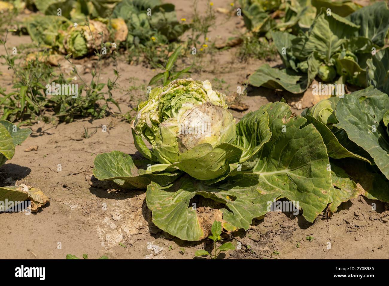 A field with damaged cabbage in the summer season, damaged and ...