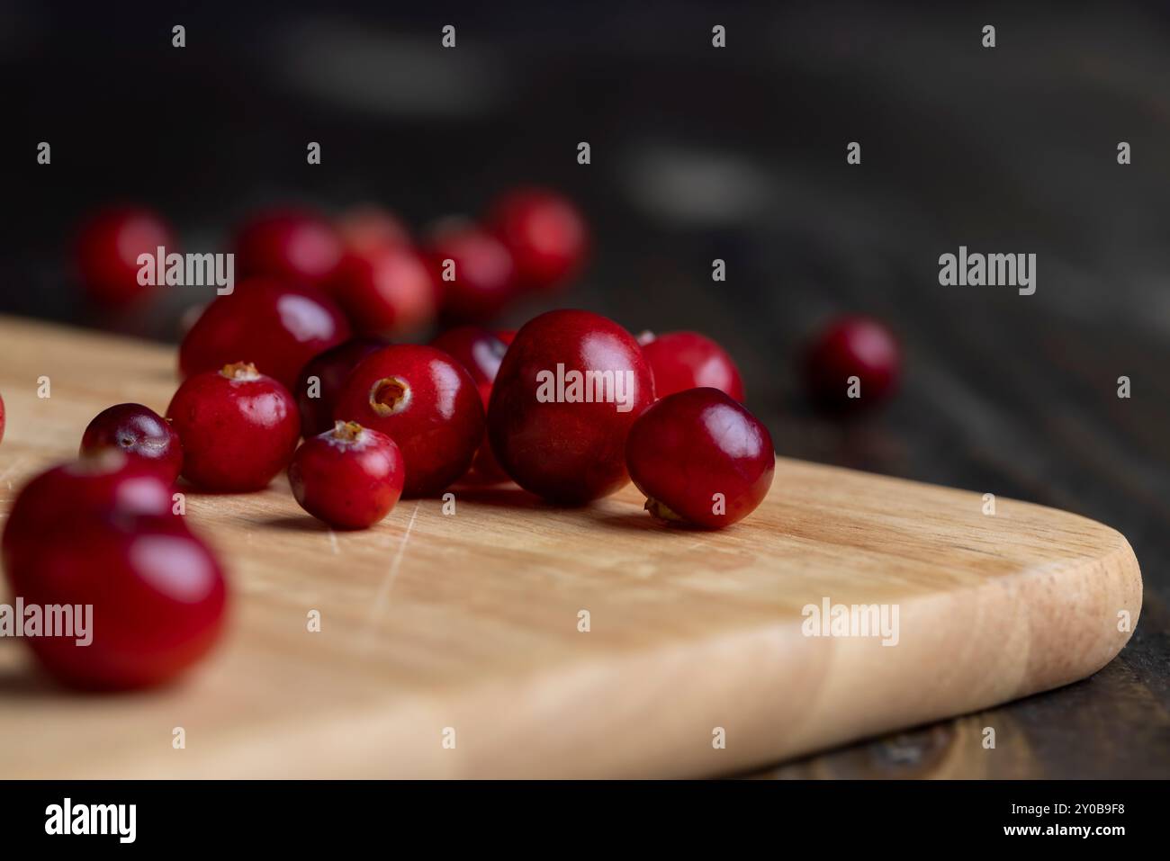Red ripe cranberries harvested in swamps, wild sour cranberries of ...