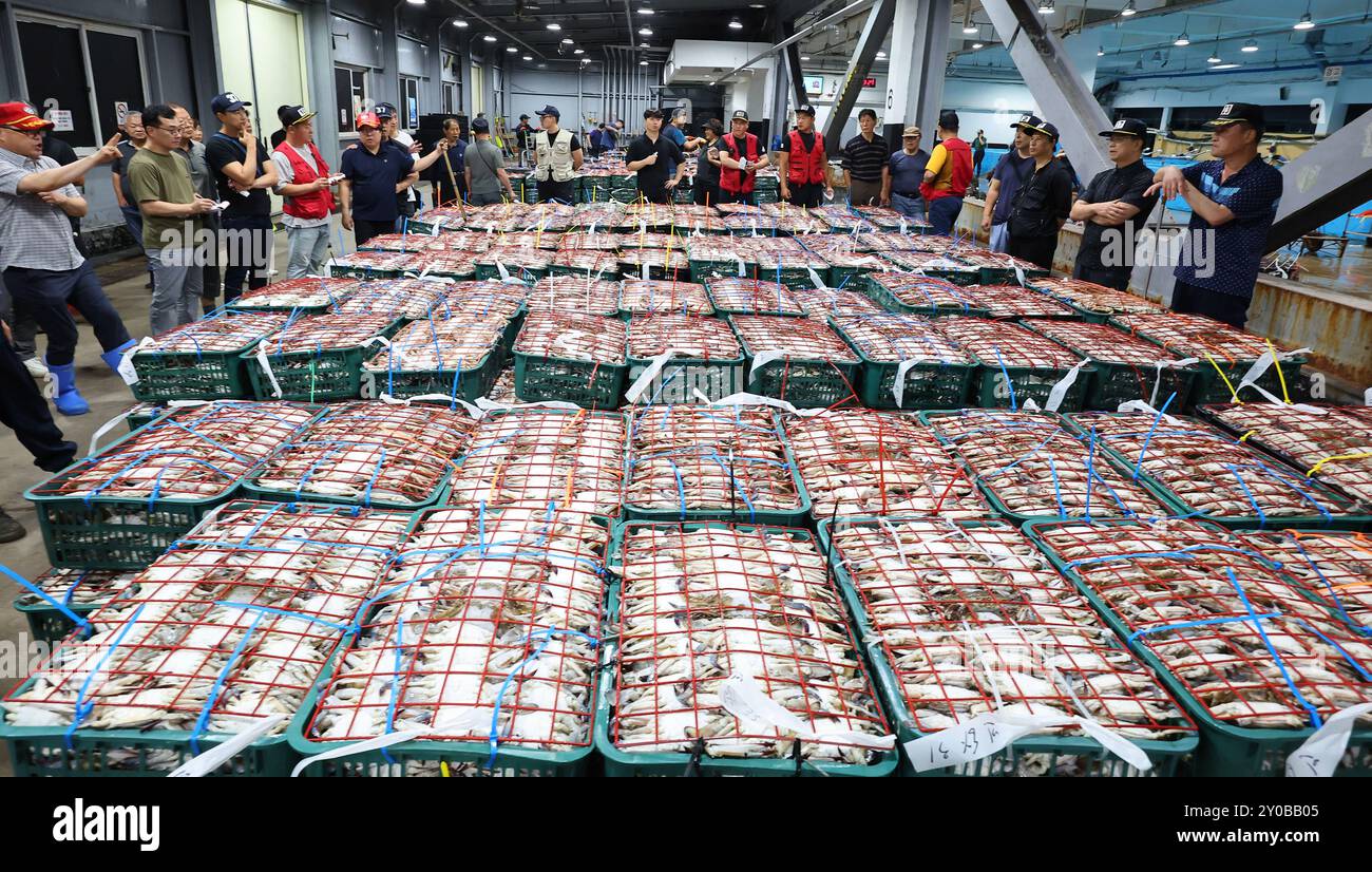 02nd Sep, 2024. Crab season A group of auctioneers takes part in an ...
