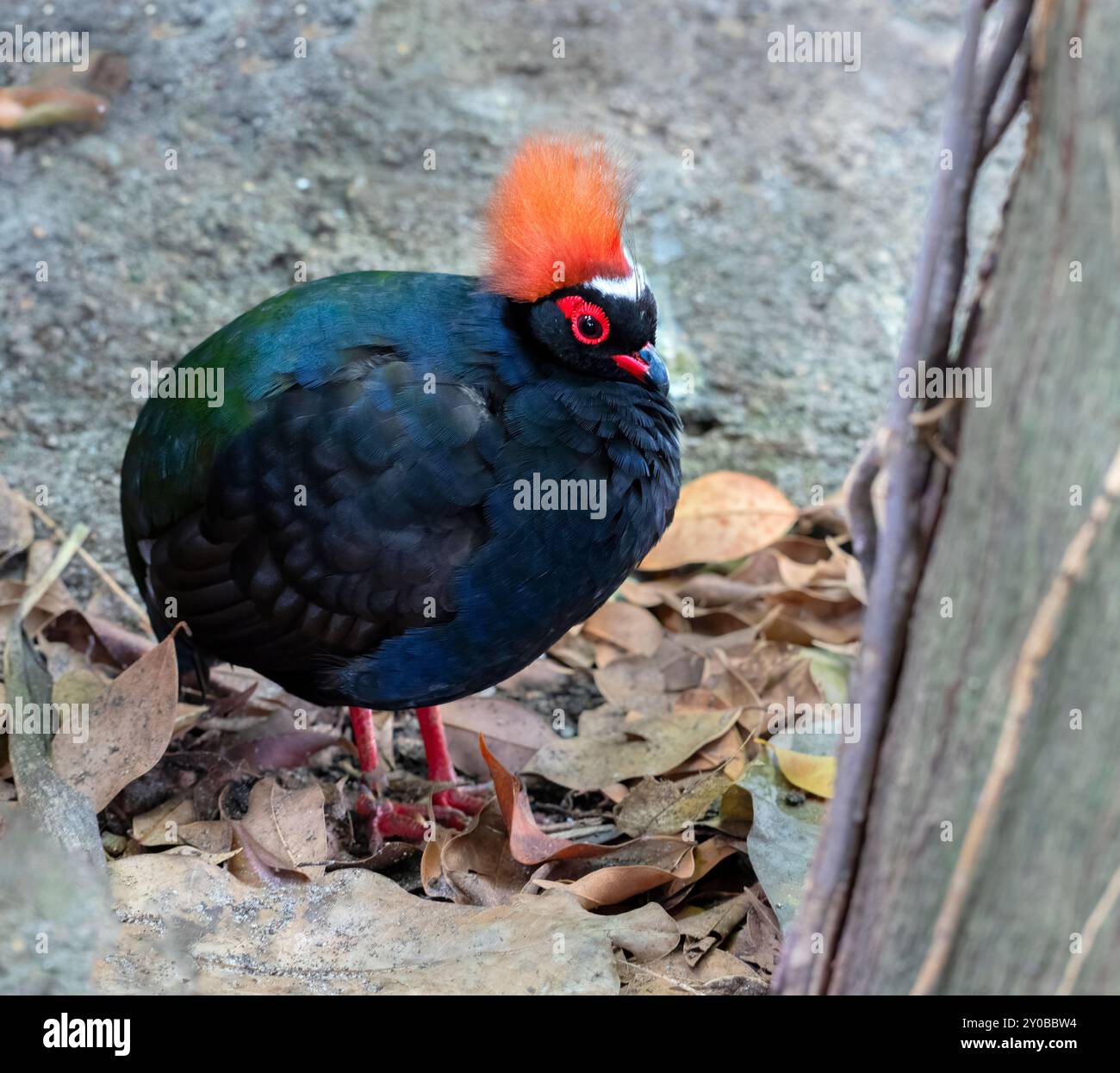 The crested wood partridge or roul-roul, Rollulus rouloul close up ...