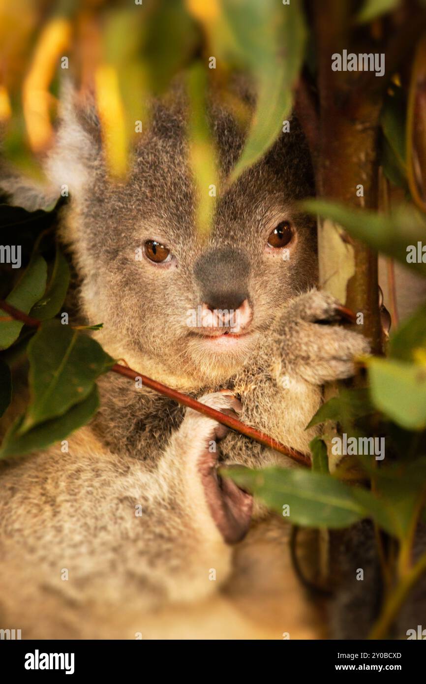 Koala babies are called joeys. A newborn joey looks just like a pink ...