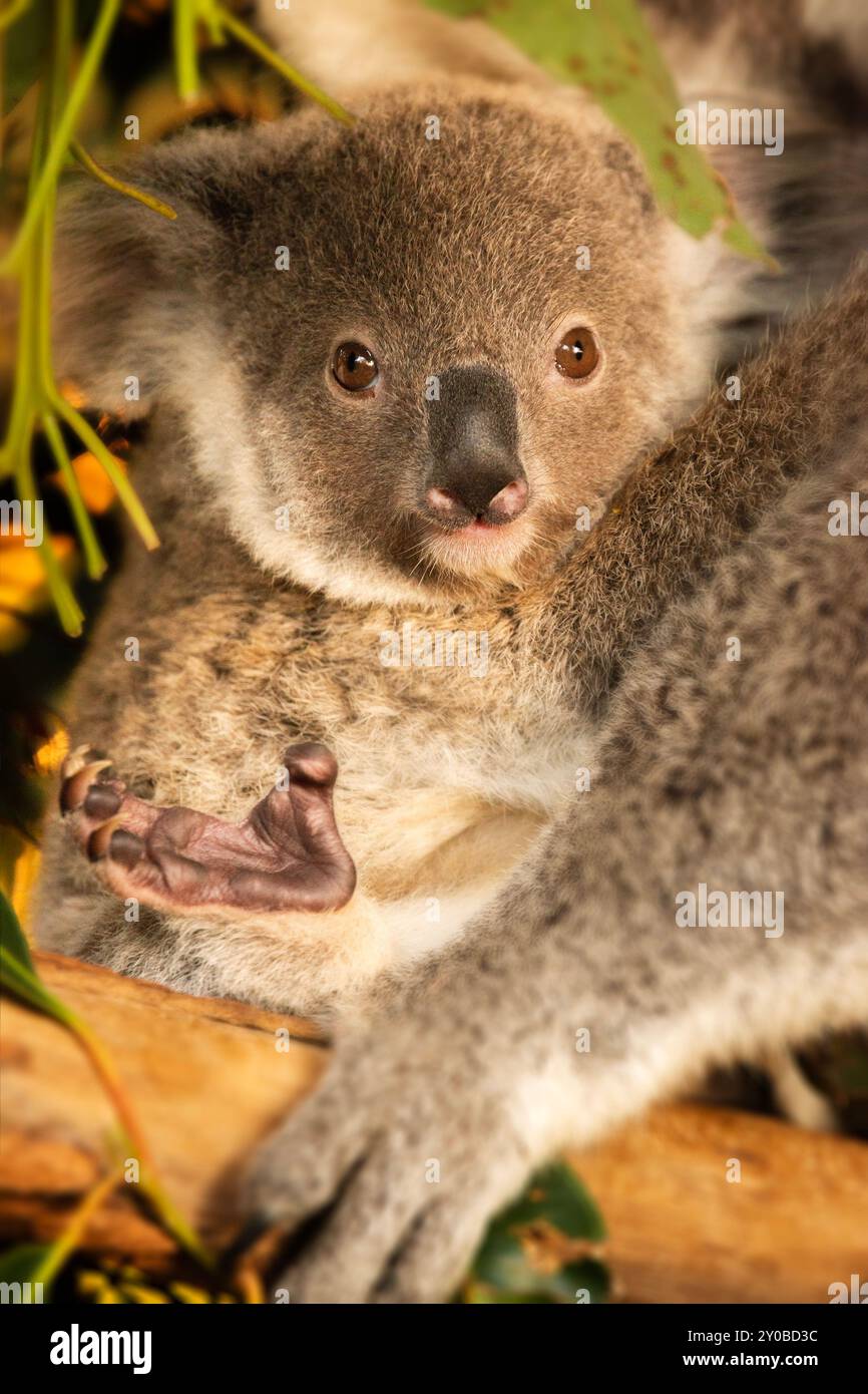 Koala babies are called joeys. A newborn joey looks just like a pink jellybean. It is about two ...