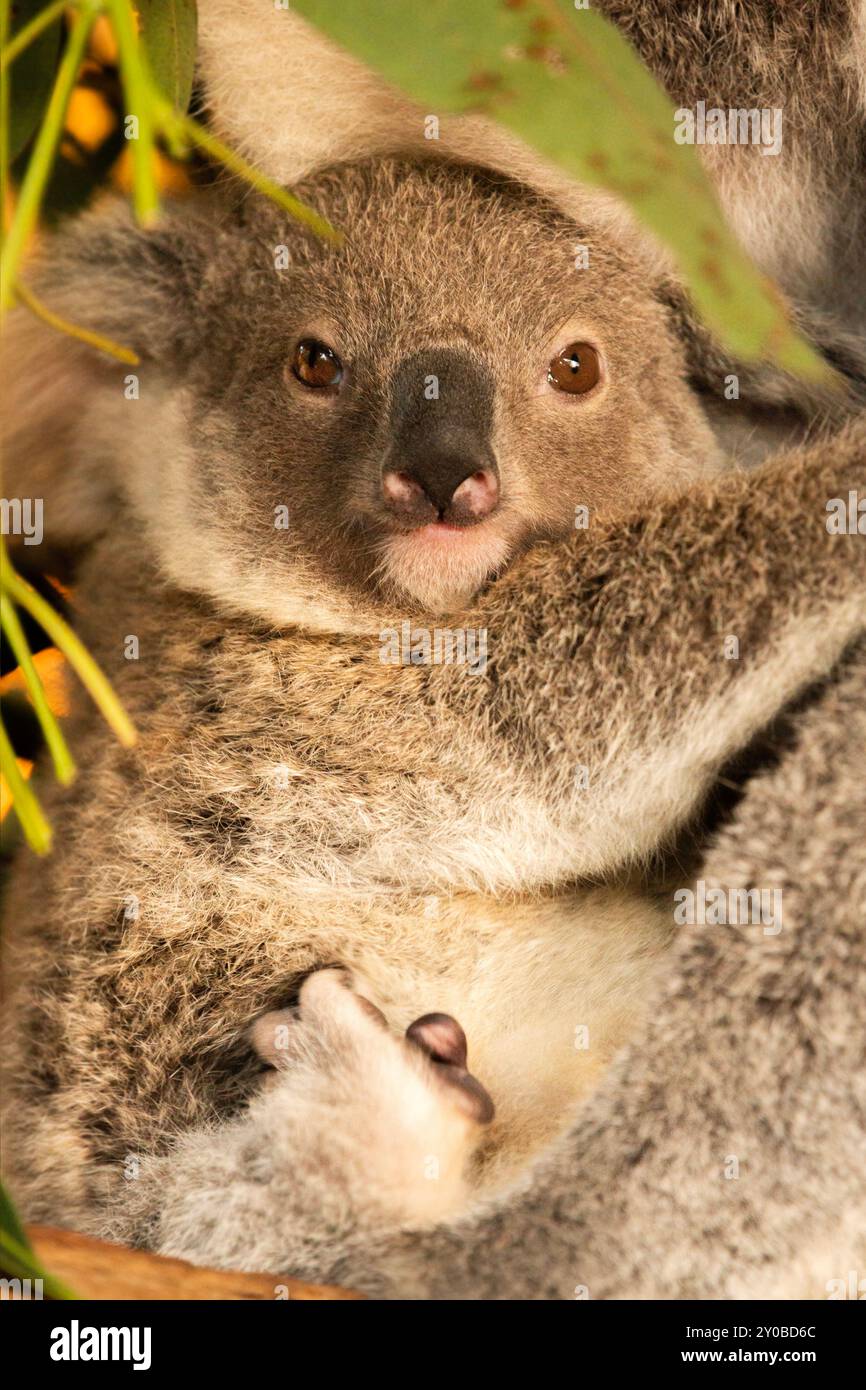 Koala babies are called joeys. A newborn joey looks just like a pink ...