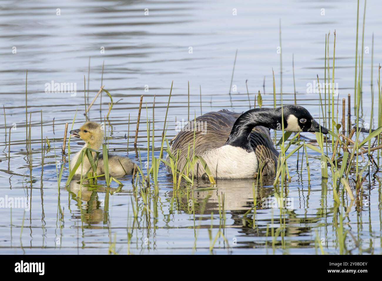 A canadian goose and its gosling eating grass together in Hauser Lake ...