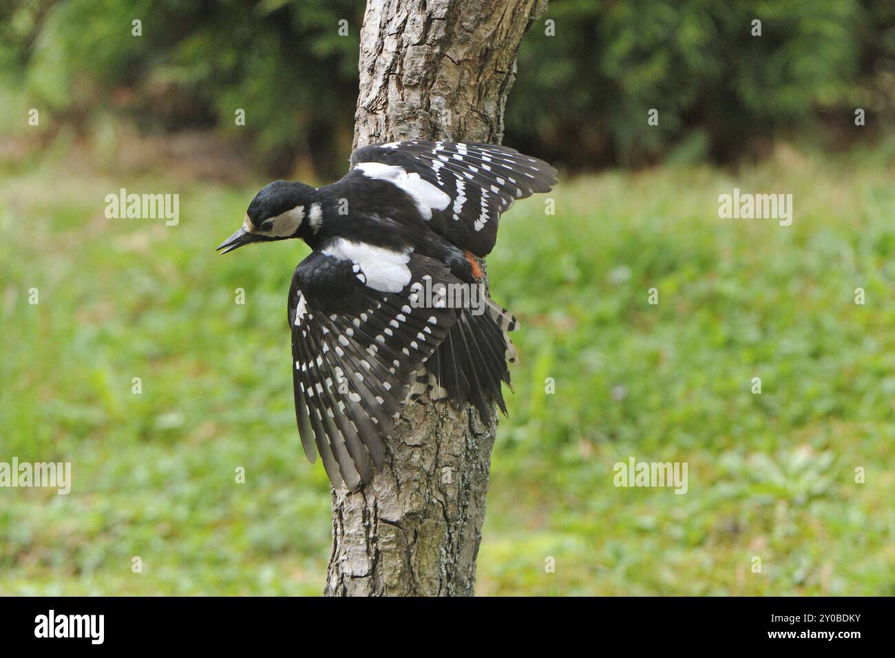 Dendrocopus major, (Picoides major Stock Photo - Alamy