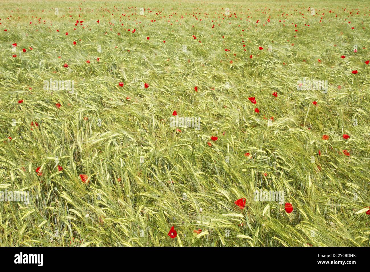Gerstenfeld (Hordeum) in Bayern Stock Photo - Alamy