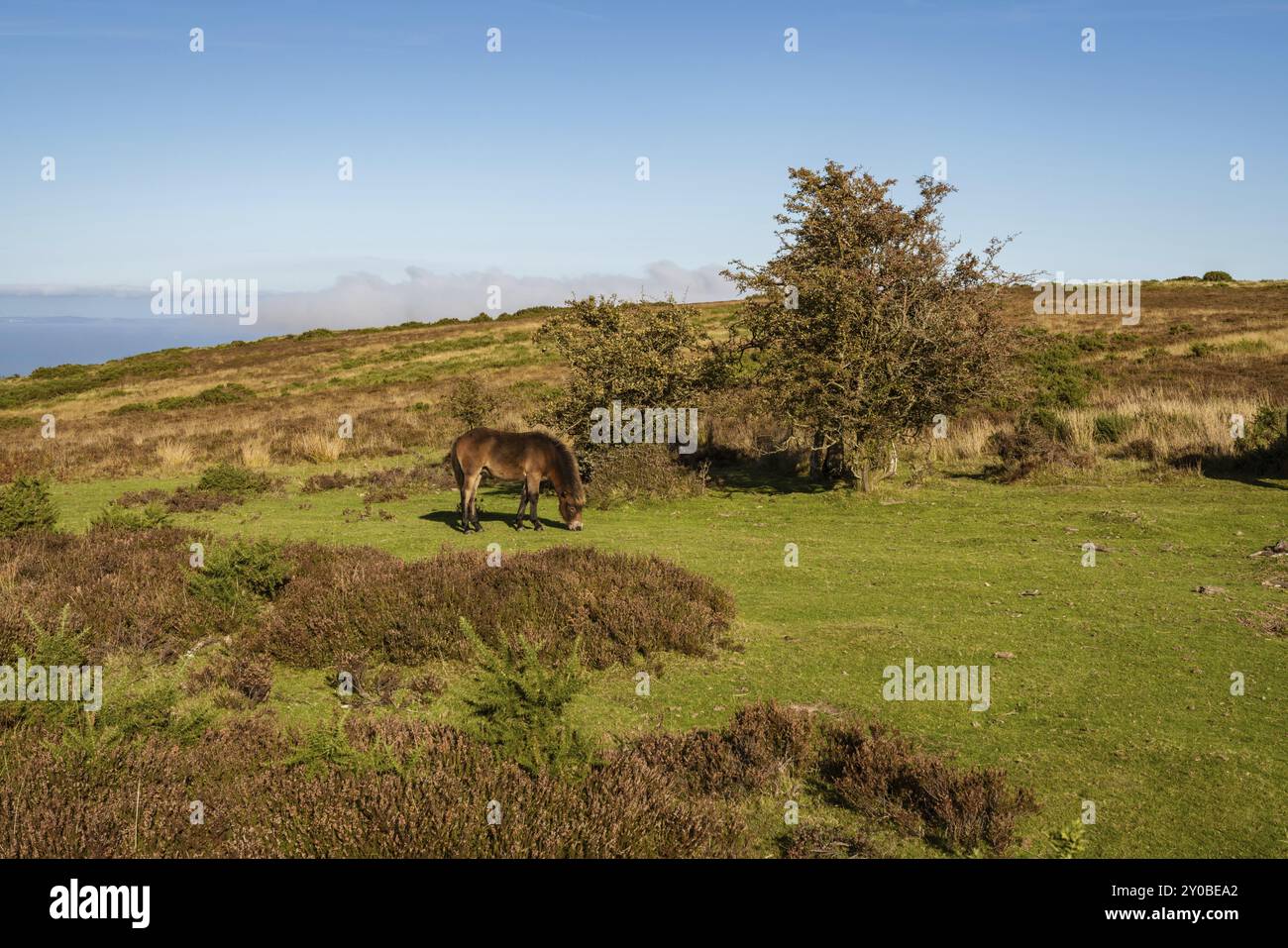 Wild Exmoor Ponies, seen on Porlock Hill in Somerset, England, UK Stock ...