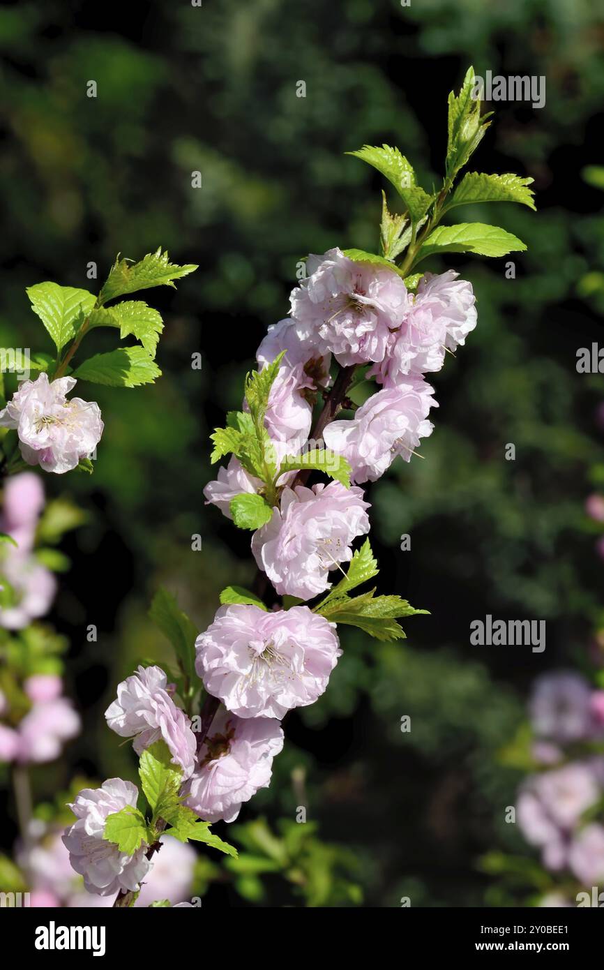 Almond blossoms (Prunus triloba Plena) . Flowers closeup Stock Photo ...