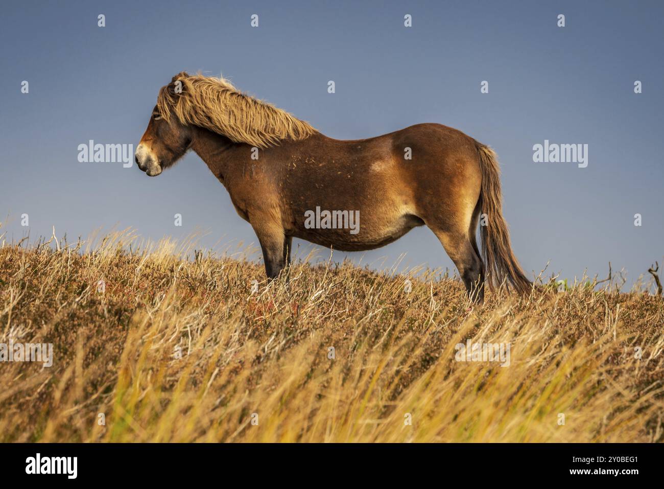 Wild Exmoor Ponies, seen on Porlock Hill in Somerset, England, UK Stock ...