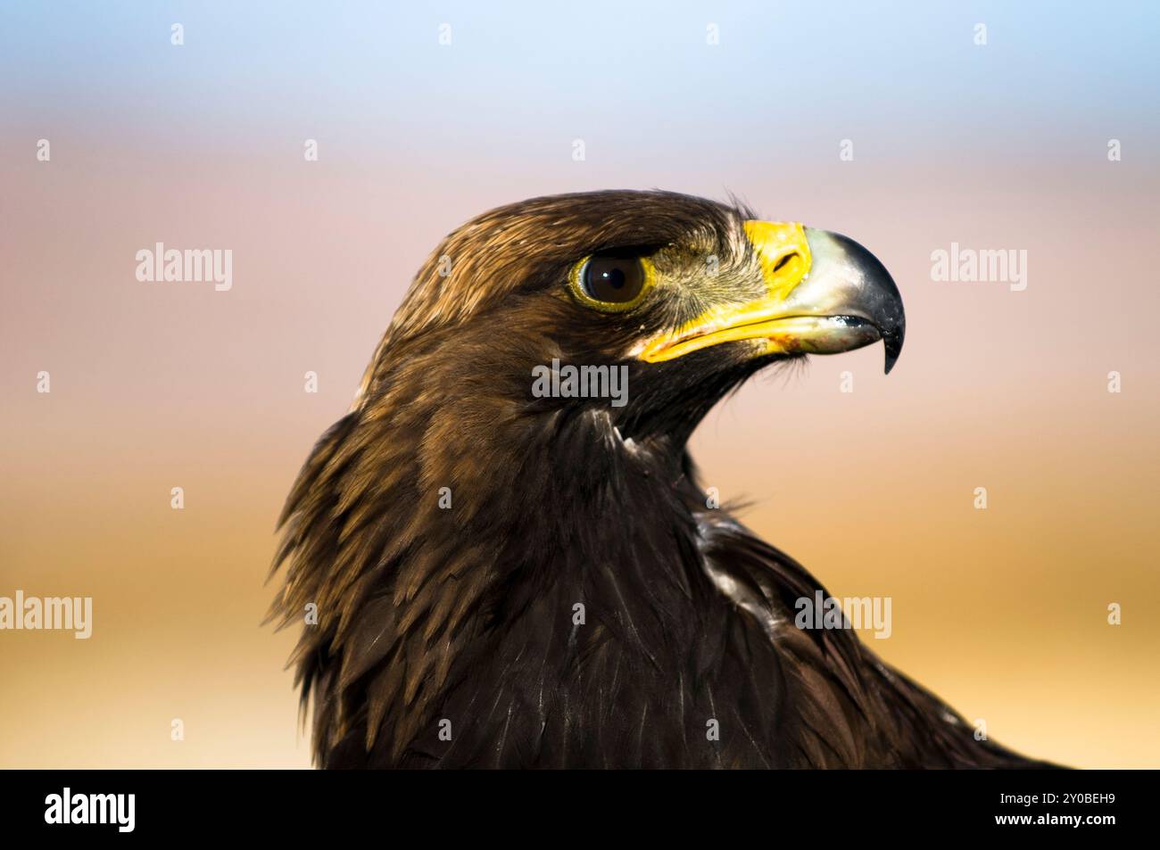 A beautiful Golden Eagle Stock Photo - Alamy