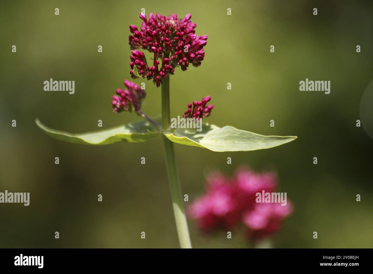Spur flower hi-res stock photography and images - Alamy