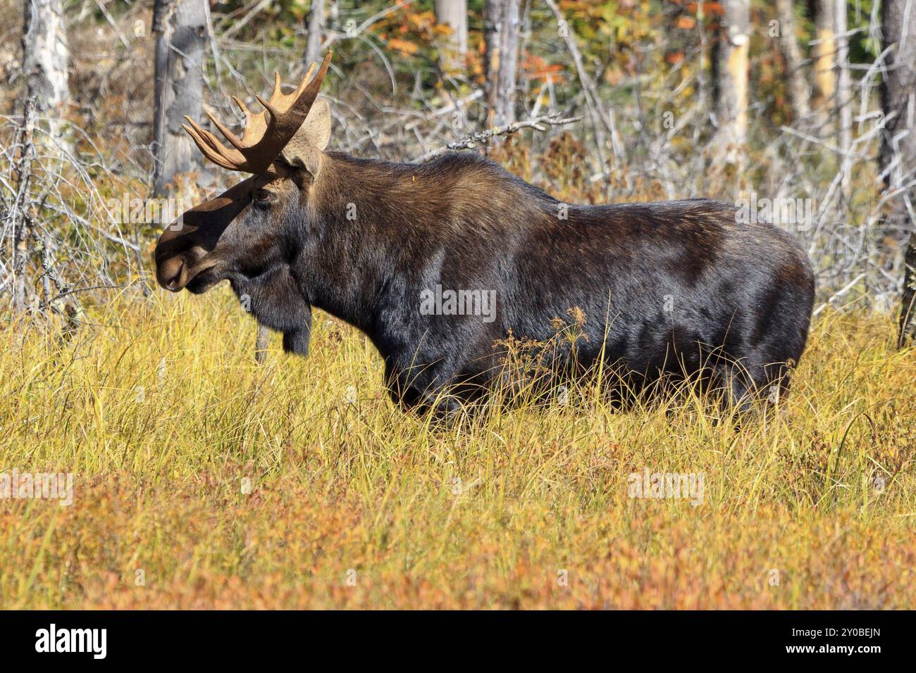 Bull moose in Algonquin Provincial Park in Canada Stock Photo - Alamy