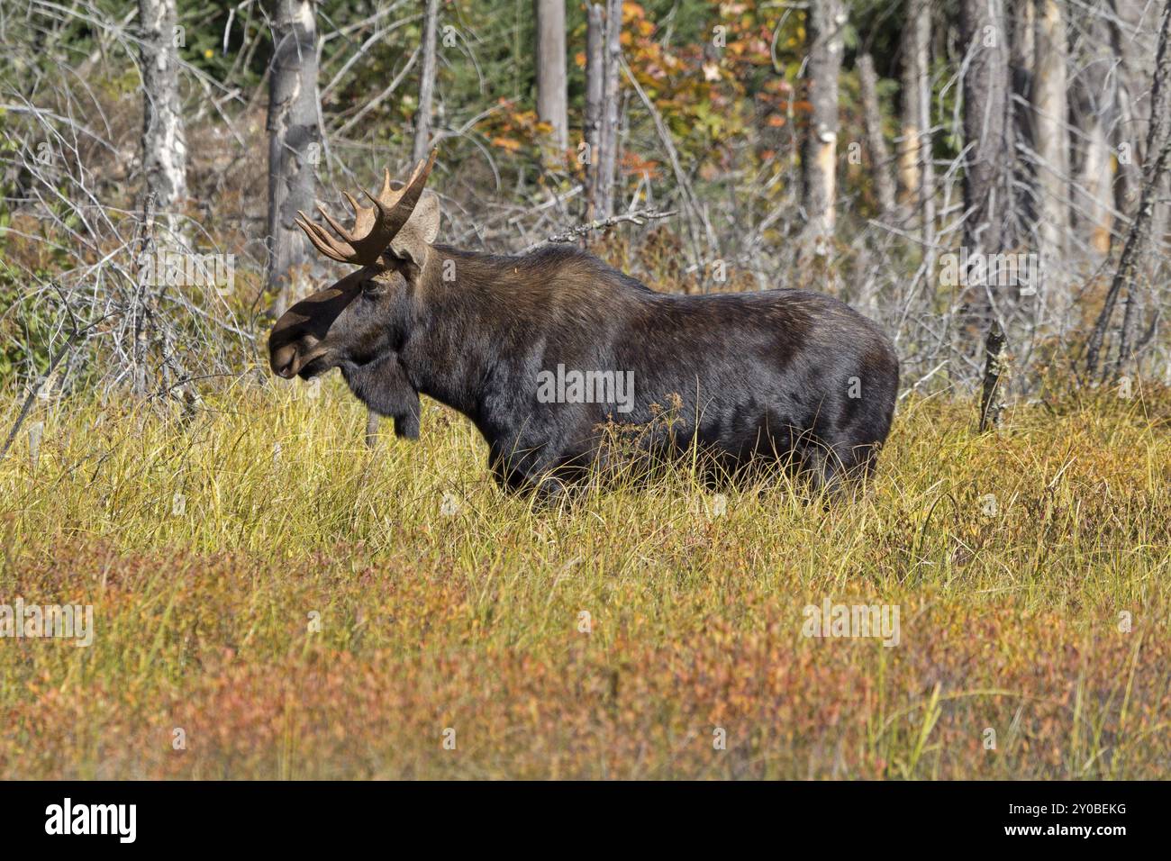 Bull moose in Algonquin Provincial Park in Canada Stock Photo - Alamy