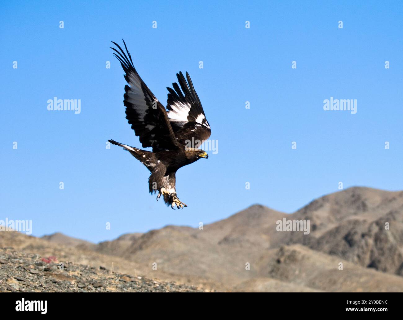 A beautiful Golden Eagle Stock Photo - Alamy