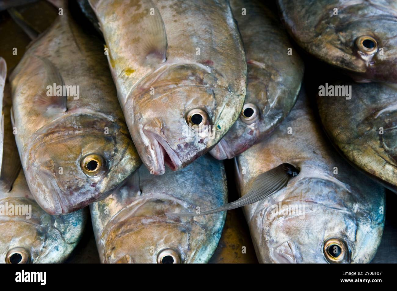 Fresh fish for sale at a seafood market. Phuket, Thailand Stock Photo ...