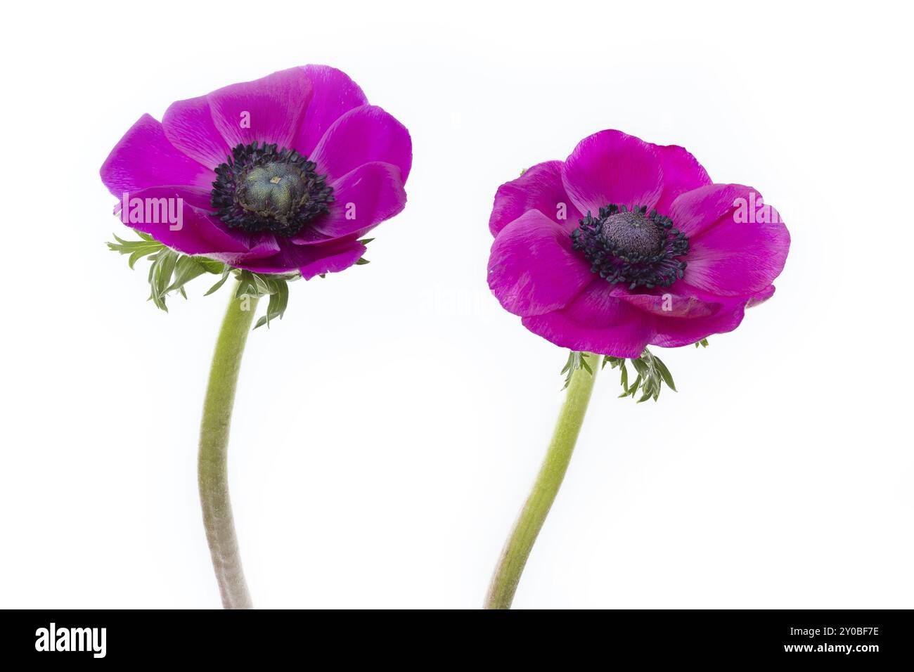 Two anemones on a white background Stock Photo - Alamy