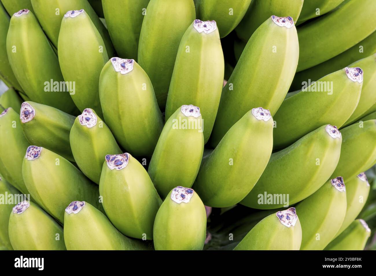 Unripe bananas as a background Stock Photo - Alamy