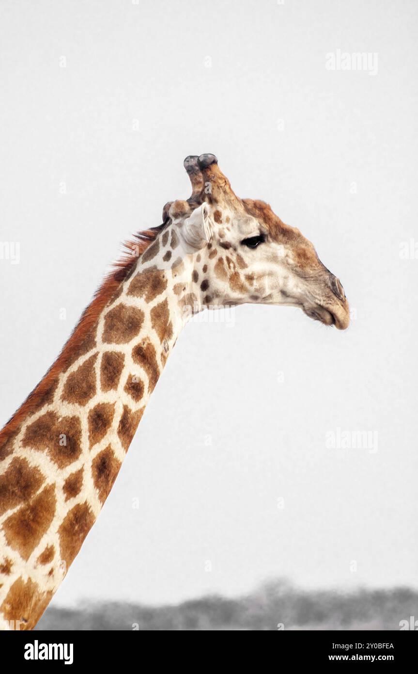 Close up photo of the neck and face of a giraffe Stock Photo - Alamy