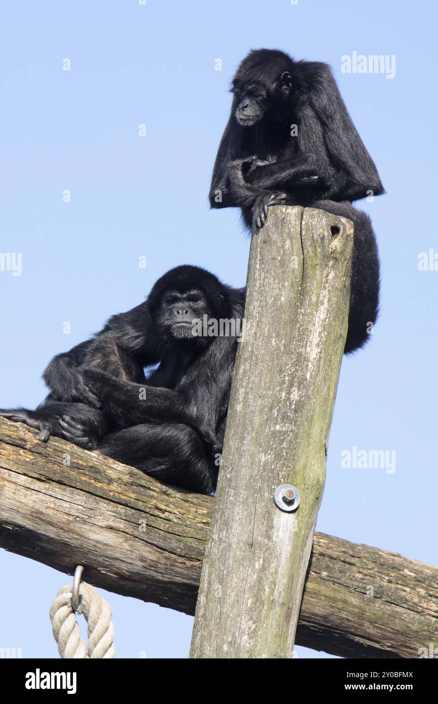 Black-faced spider monkeys Stock Photo - Alamy