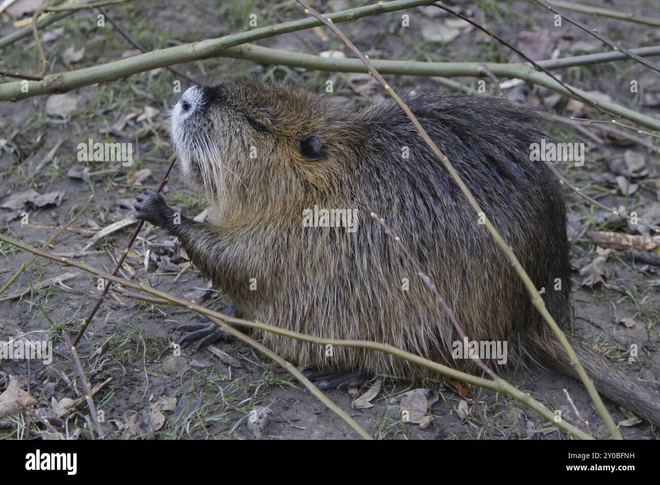Nutrias habitat hi-res stock photography and images - Alamy