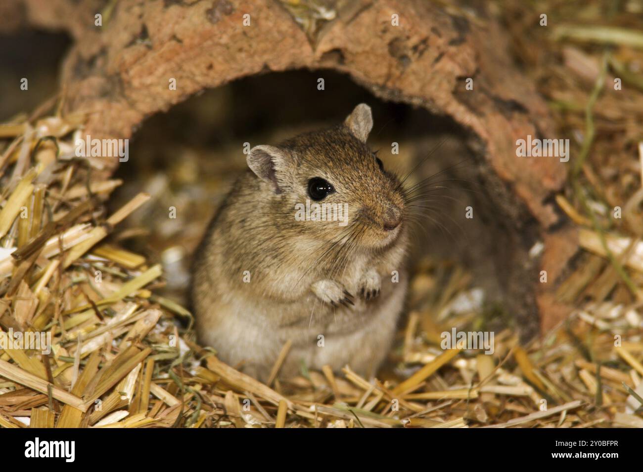 Mongolian gerbil, habitat highlands of Mongolia, northern China and ...