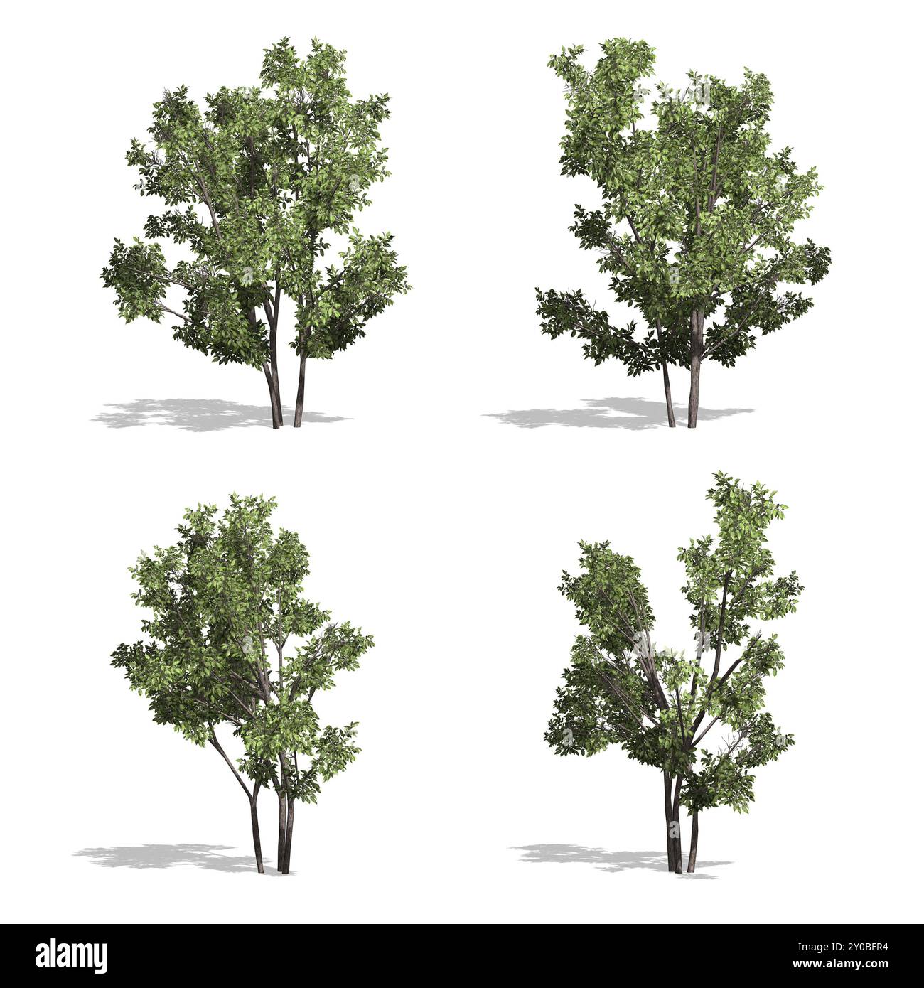 Hazel trees, isolated on white background Stock Photo - Alamy