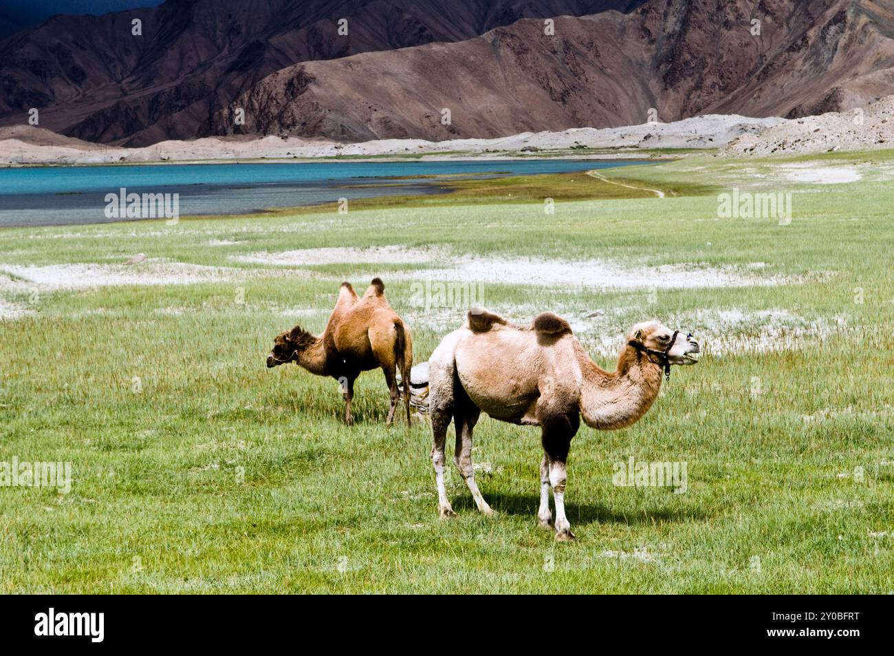 Karakul lake in the Pamir mountains, Xinjiang, China Stock Photo - Alamy