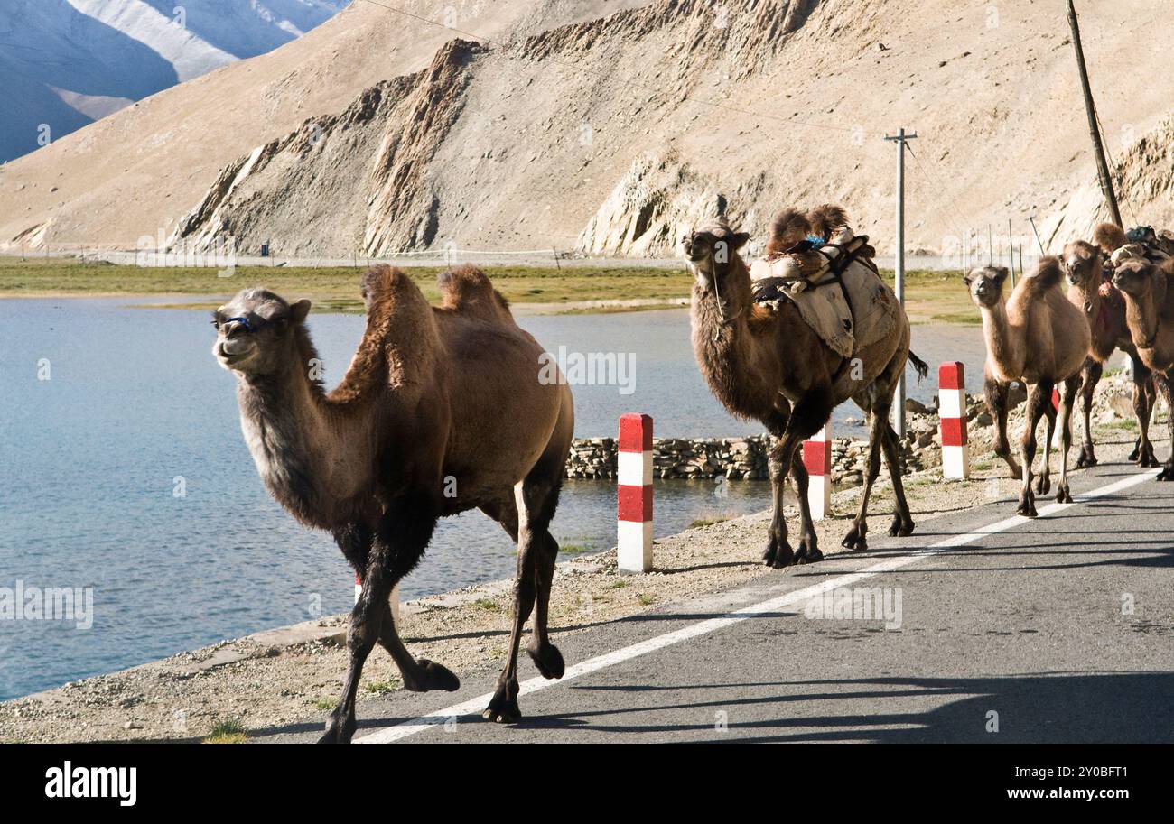 Camels walking by Karakul lake in the Pamir mountains, Xinjiang, China ...